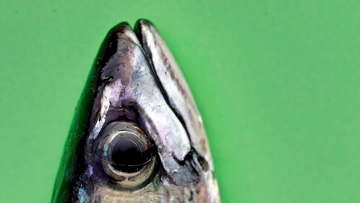 Makrellen stanser Statoil | Tu.no