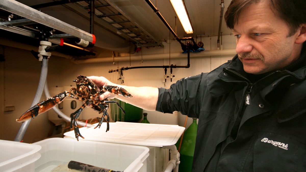 Hummer vokser raskere i spillvann | Tu.no