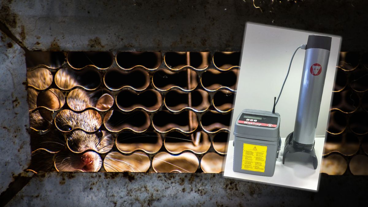 Gift er ut - nå er det high-tech-metoder som skal ta livet av rottene ...
