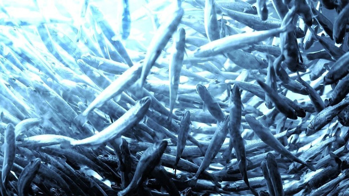 Slik kan næringen gjøre lakseeksport klimavennlig | Tu.no