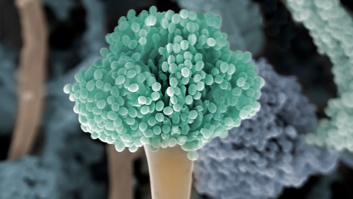 Denne muggsoppen kan ta liv | Tu.no