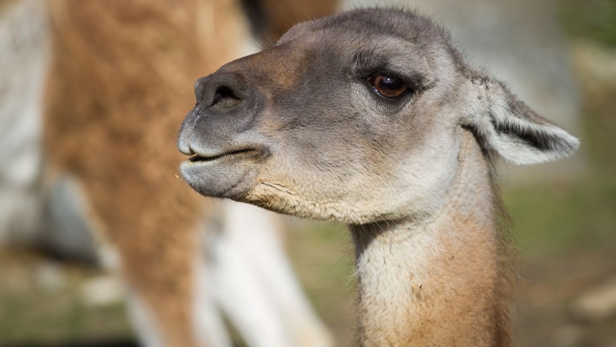 Forsøk: Protein fra lamaer skal erstatte sink til smågriser | Tu.no