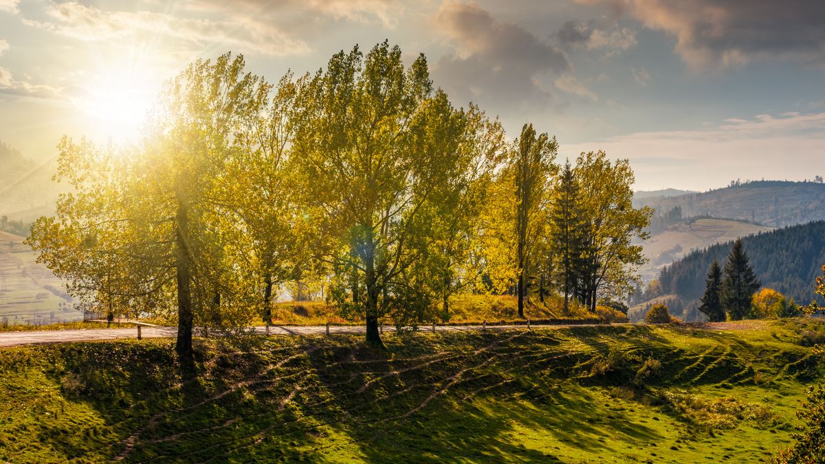 Er den neste T-skjorten din laget av kortreist tre? | Tu.no