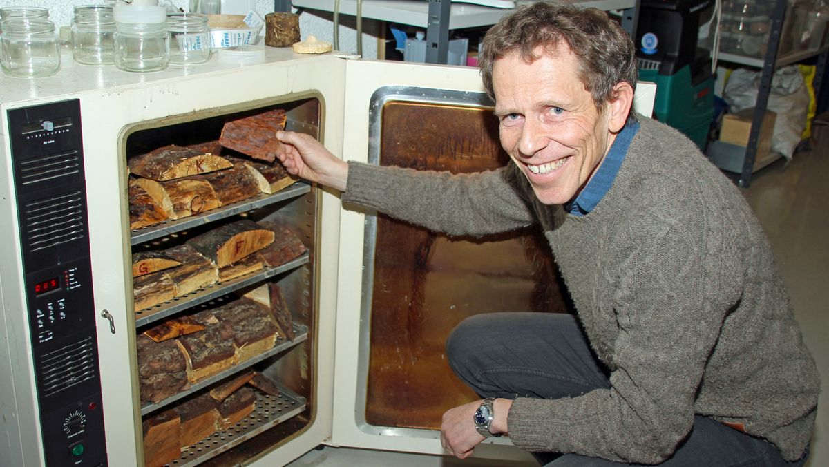 Gir treverk i bygg bedre helse? | Tu.no