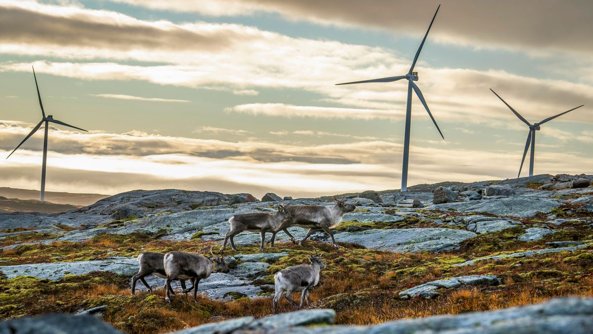 Nasjonal vaktbikkje mener vindkraftselskap har medansvar for brudd på ...