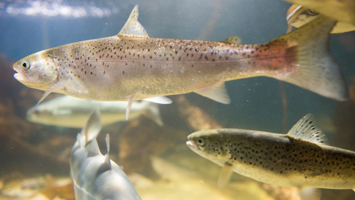 Grieg Seafood får bot etter klorutslippet i Alta i 2021 | Tu.no