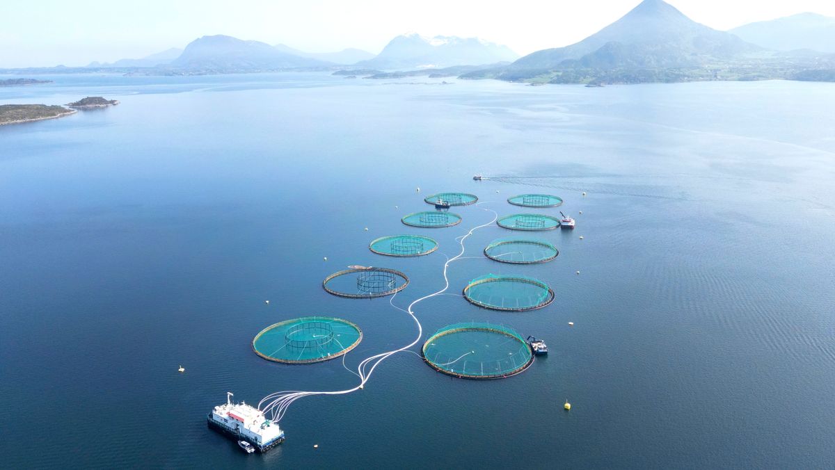 Nesten ingen store oppdrettere har vedtatt nye investeringer | Tu.no