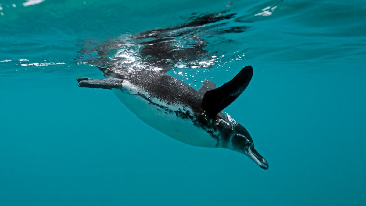 Pingvinenes luft-triks kan hjelpe skipsbransjen | Tu.no