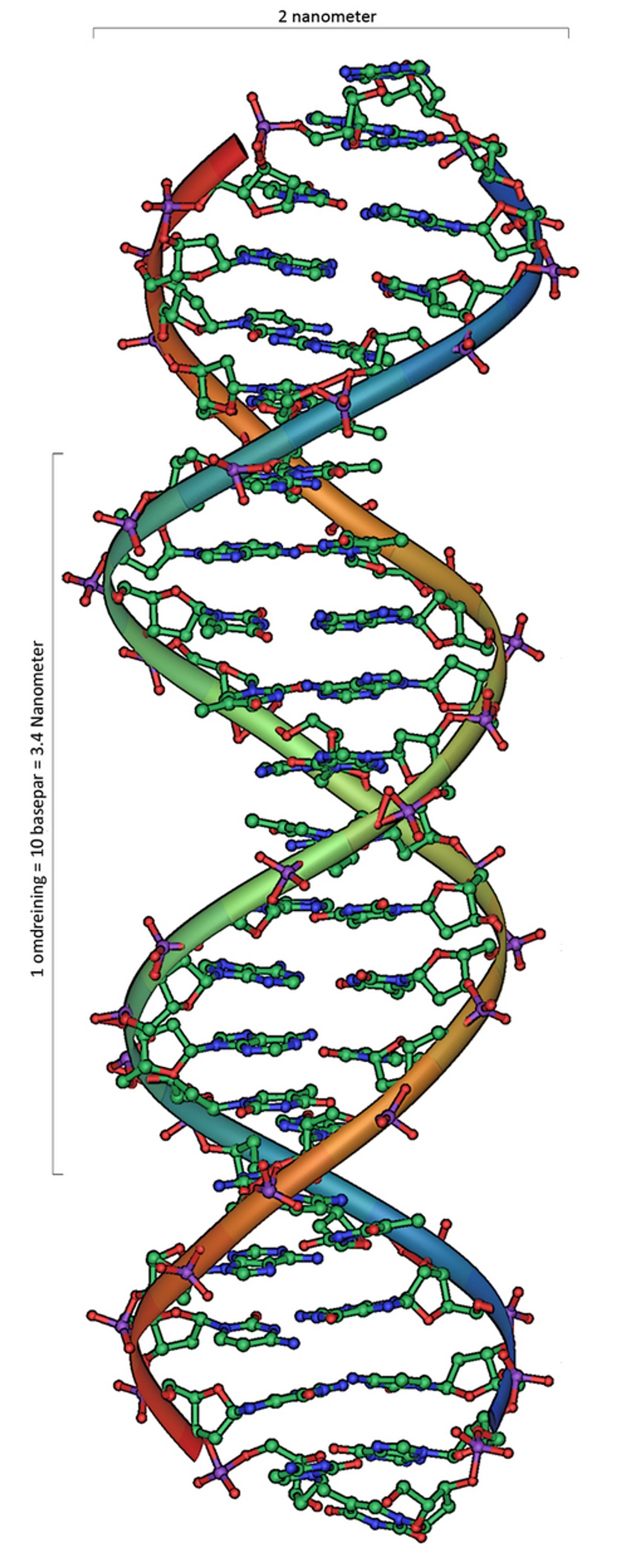 Biologiens byggesteiner | Tu.no