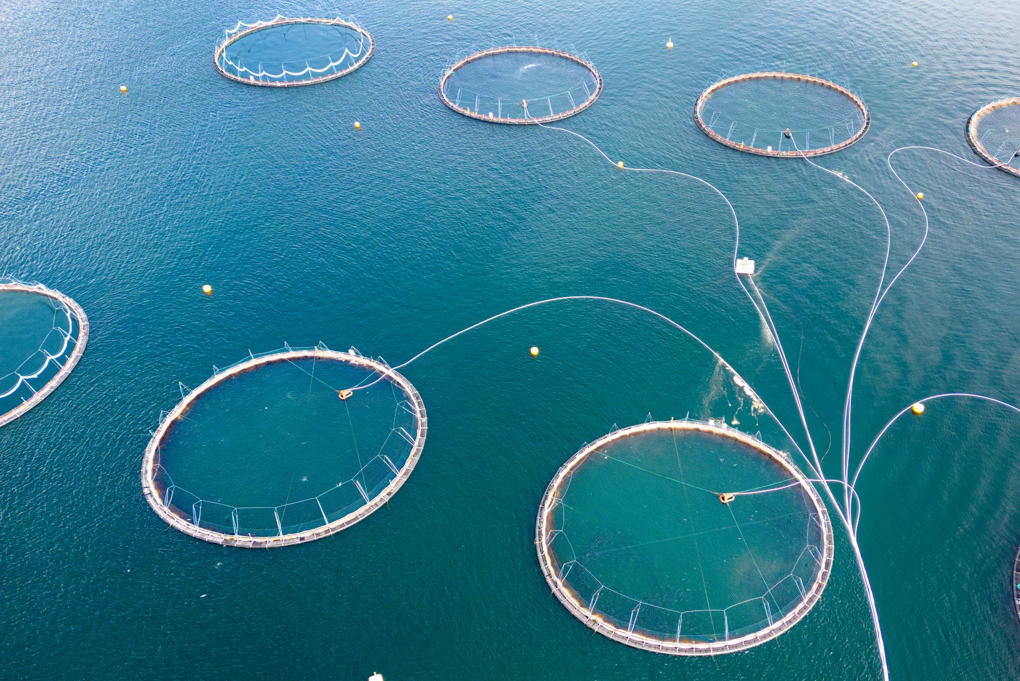 Regjeringen vil gjøre det enklere med oppdrett av andre arter enn laks ...