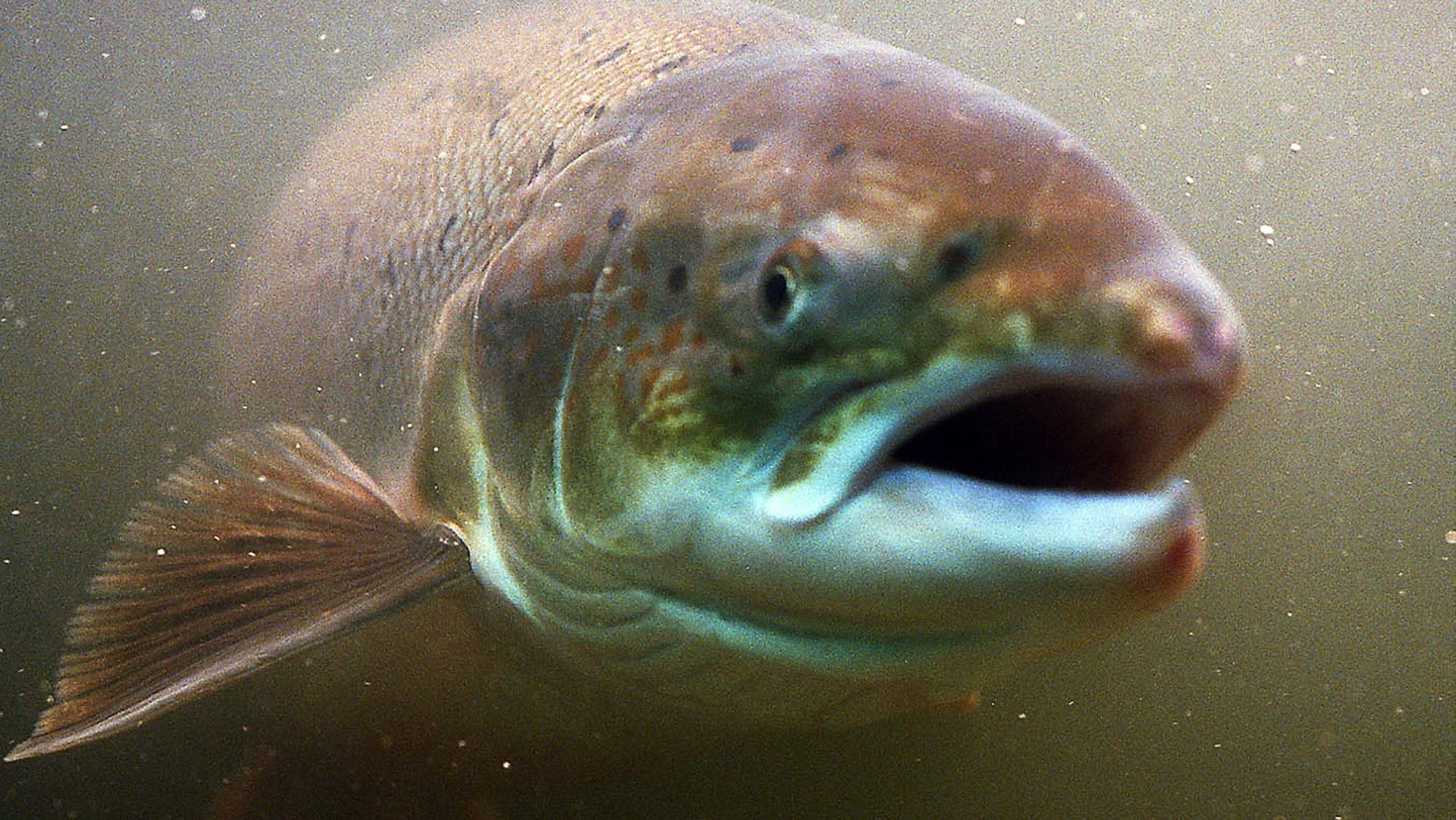CO2 fra Mongstad kan bli fiskefôr - Tu.no