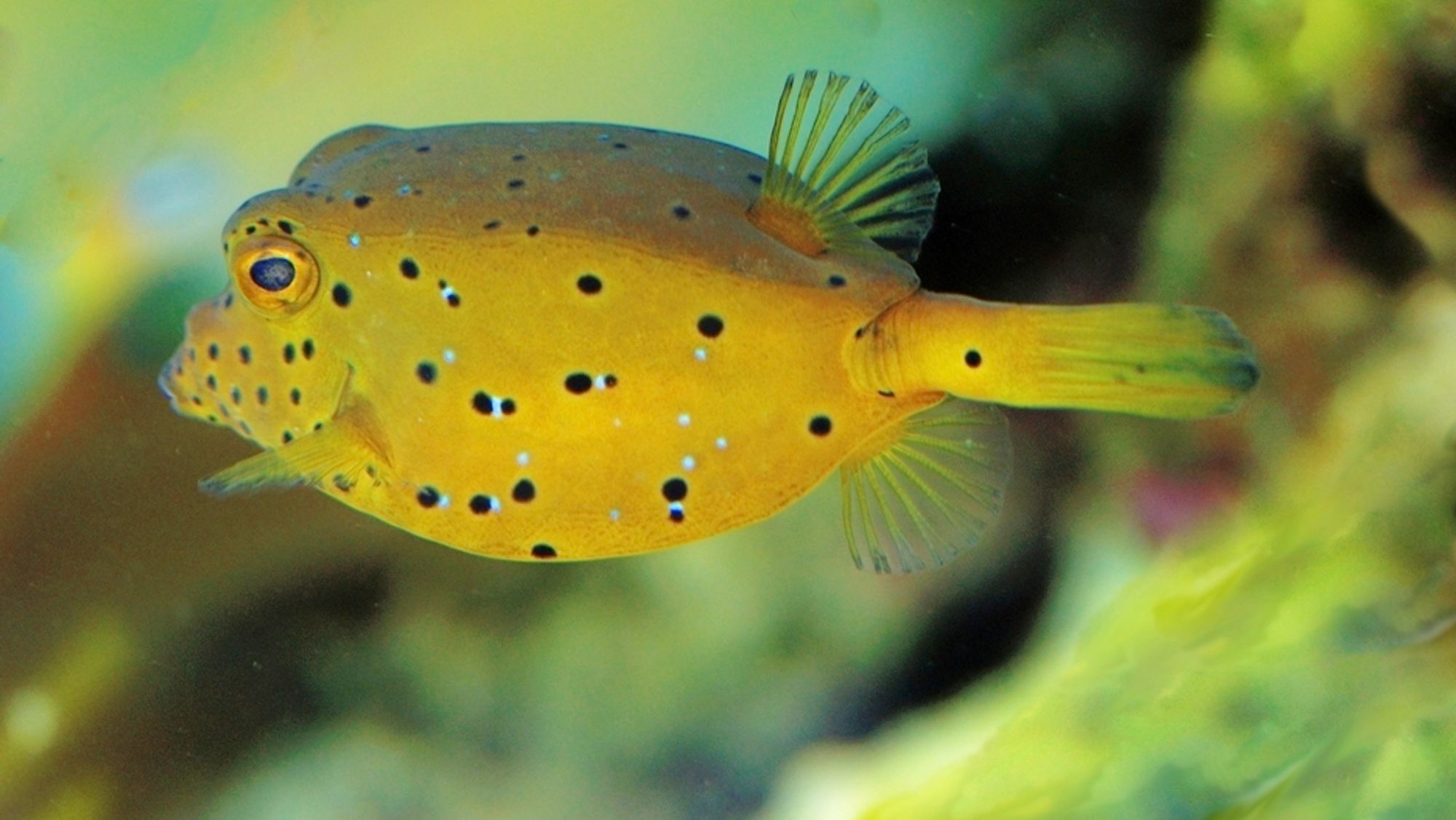 Formet etter stygg fisk - Tu.no