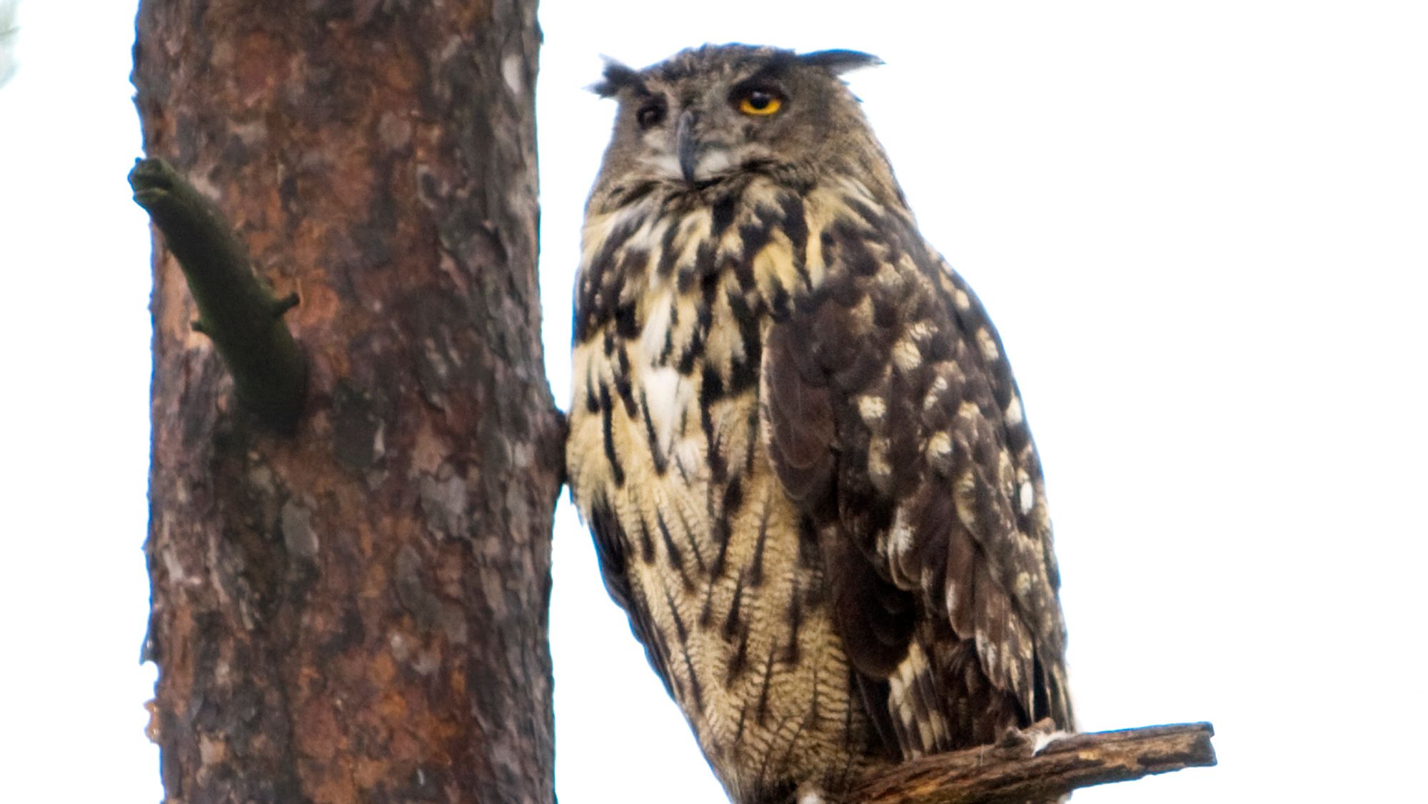 Forskere: Hubroen forsvinner når man bygger vindmøller - Tu.no