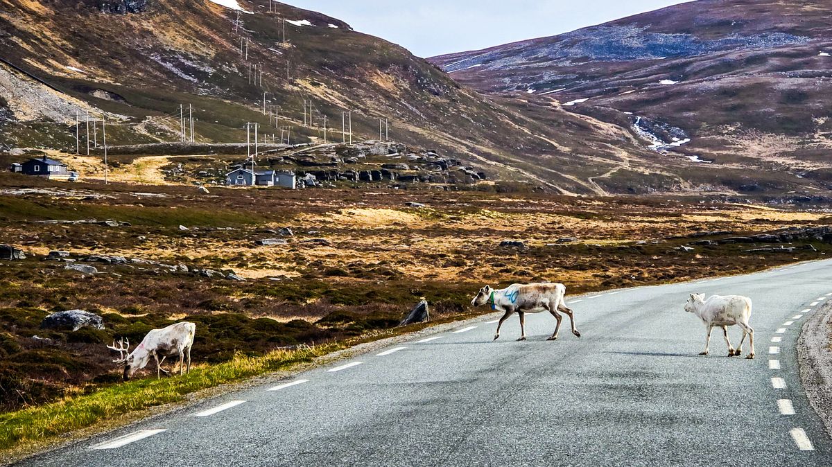 Finnmark har enormt mye plass – men ikke til industri og arbeidsplasser ...
